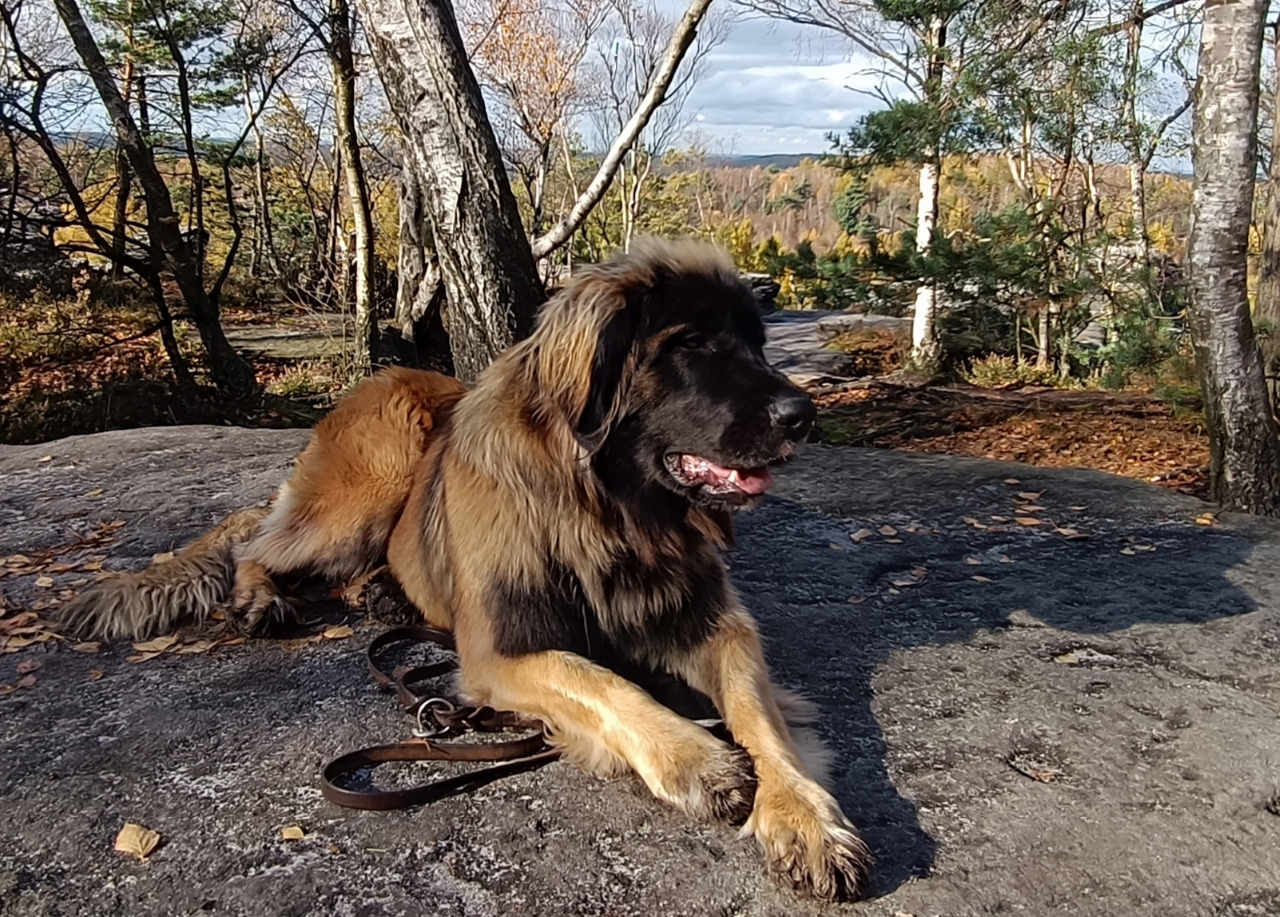 Barbie Palm Paradise :: CHS Golden Elf